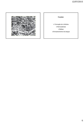 Aula 8 tecido linfoide | PDF