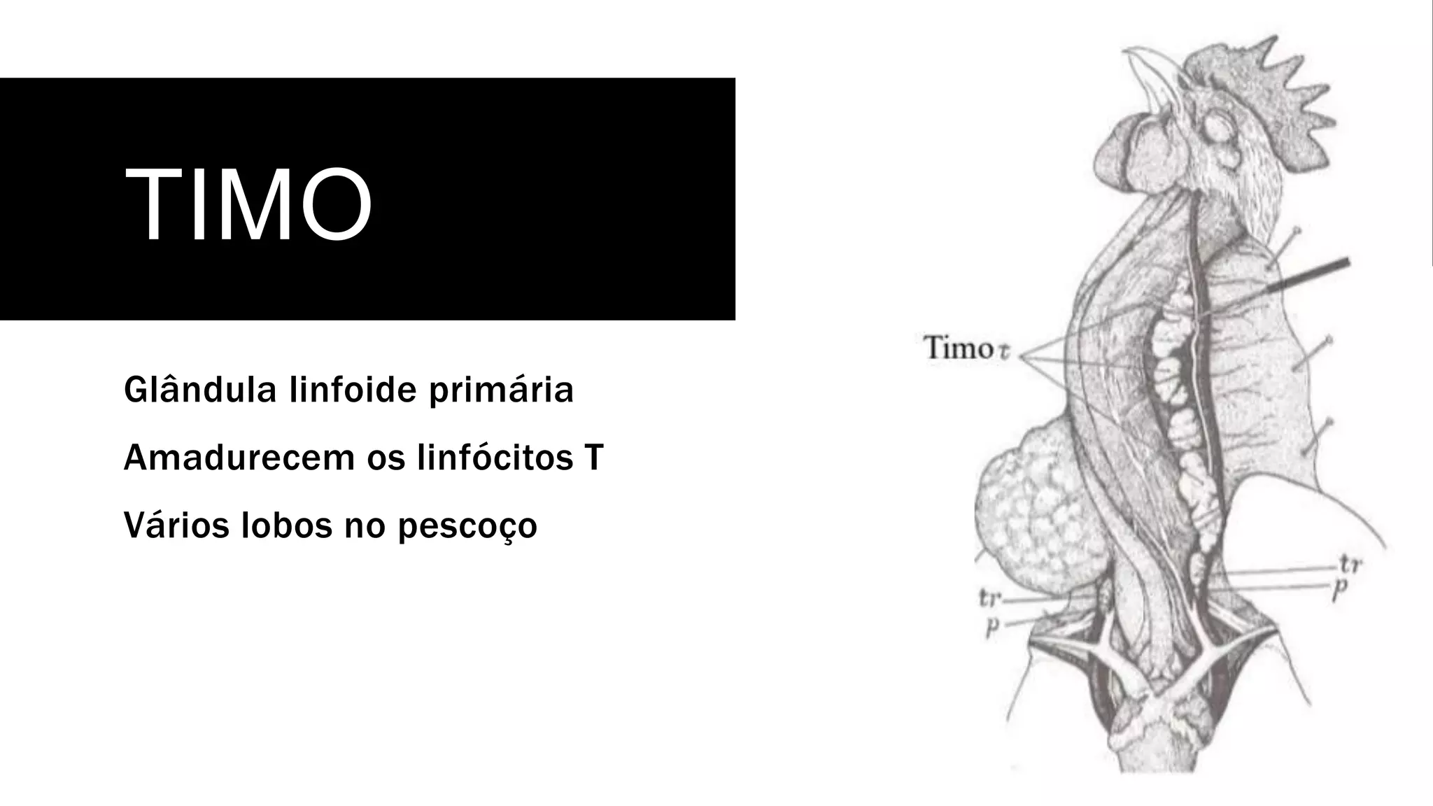 Anatomia topográfica das aves | PPTX