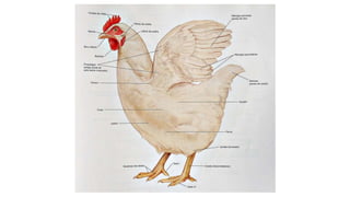 Anatomia topográfica das aves | PPT