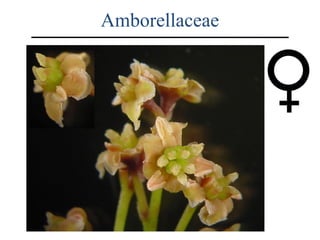 Angiospermas Basais - Morfologia vegetal | PDF