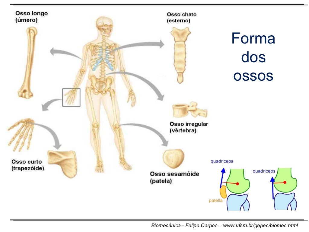 Aula 9 Biomec Ossos e Articulação
