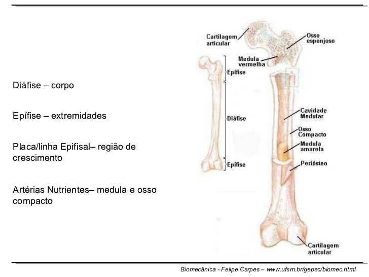 Aula 9 Biomec Ossos e Articulação