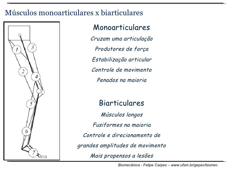 Biarticular Muscle Examples