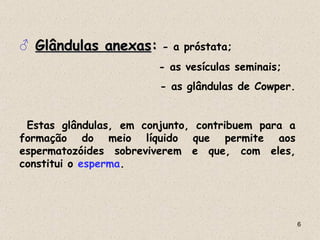Aula 9 sistema reprodutor masculino | PPT