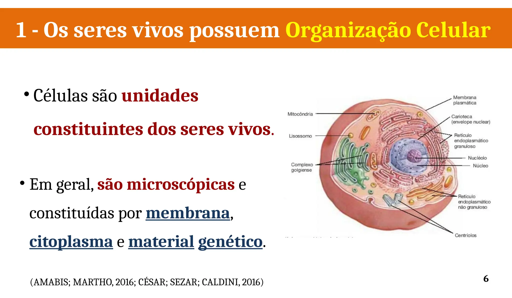 Aula sobre As Características dos Seres Vivos | PPTX