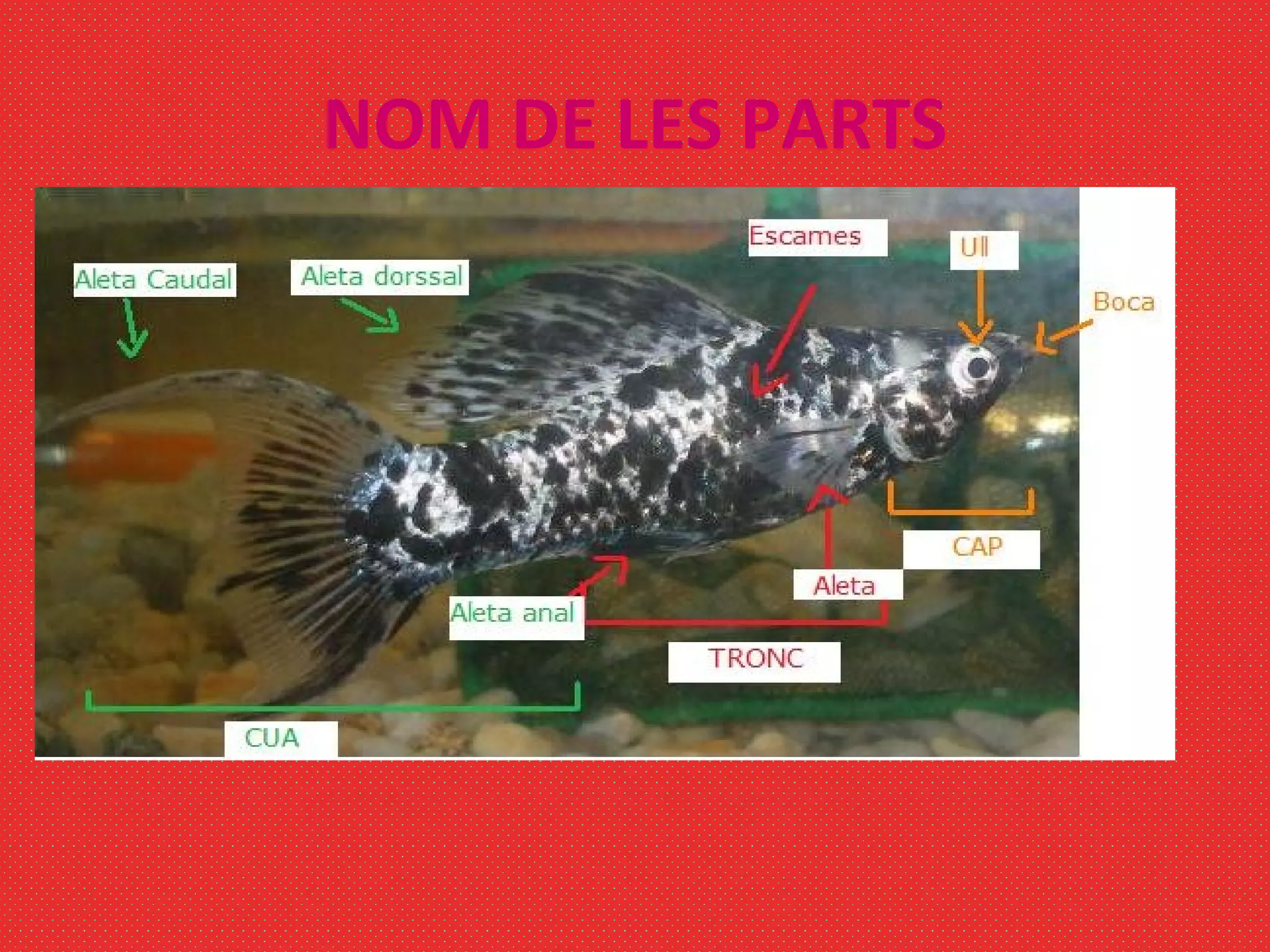 Aula acollida: projecte els guppys | PPT
