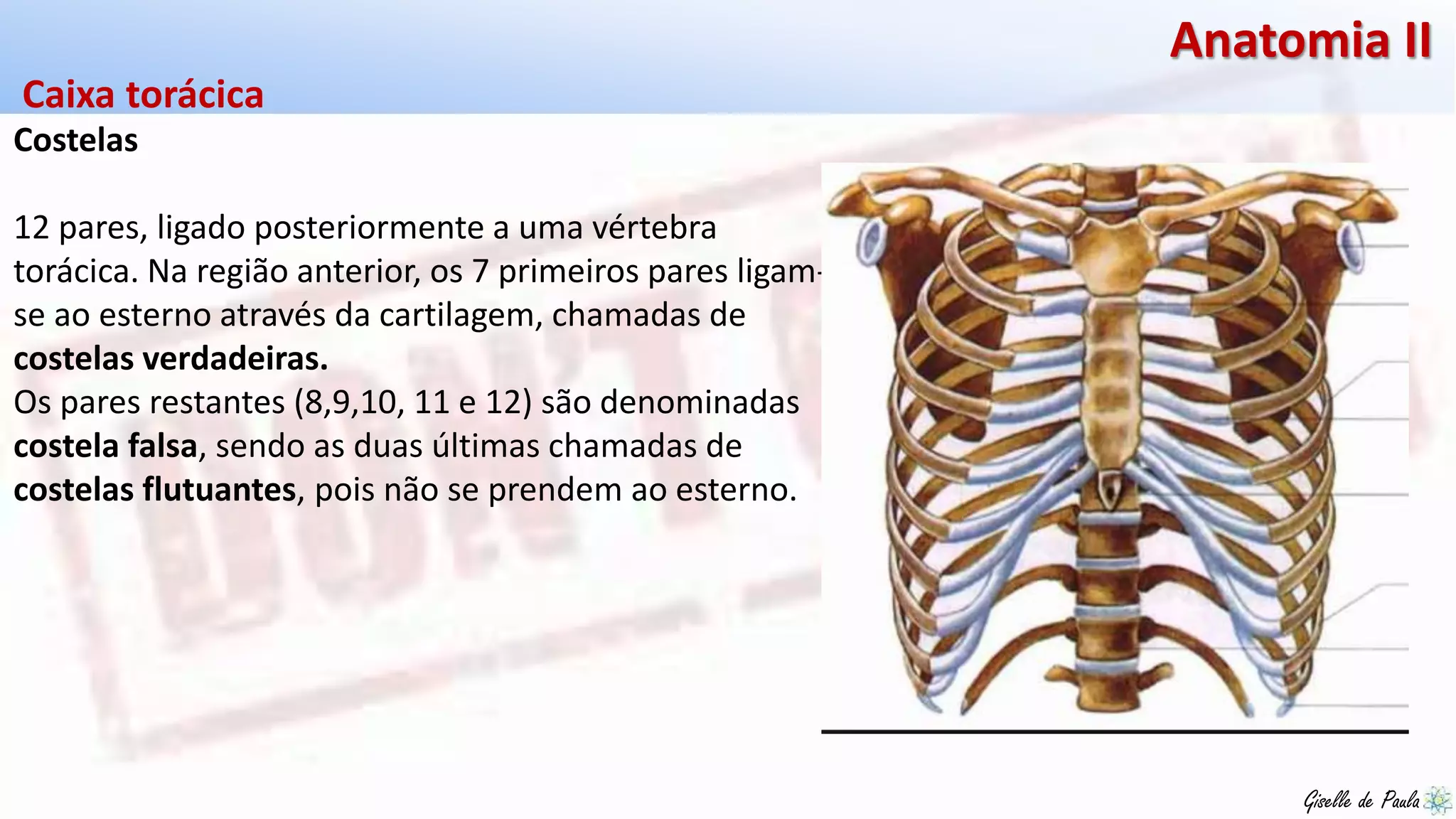 Aula anatomia coluna vertebral e caixa torácica | PPT