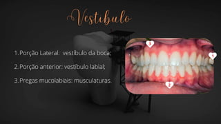 Aula anatomia da cavidade bucal - ASB.pdf