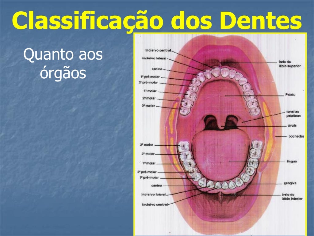 Aula anatomia bucal e dental Curso Asb