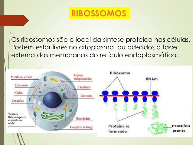 Aula anatomia celula 03
