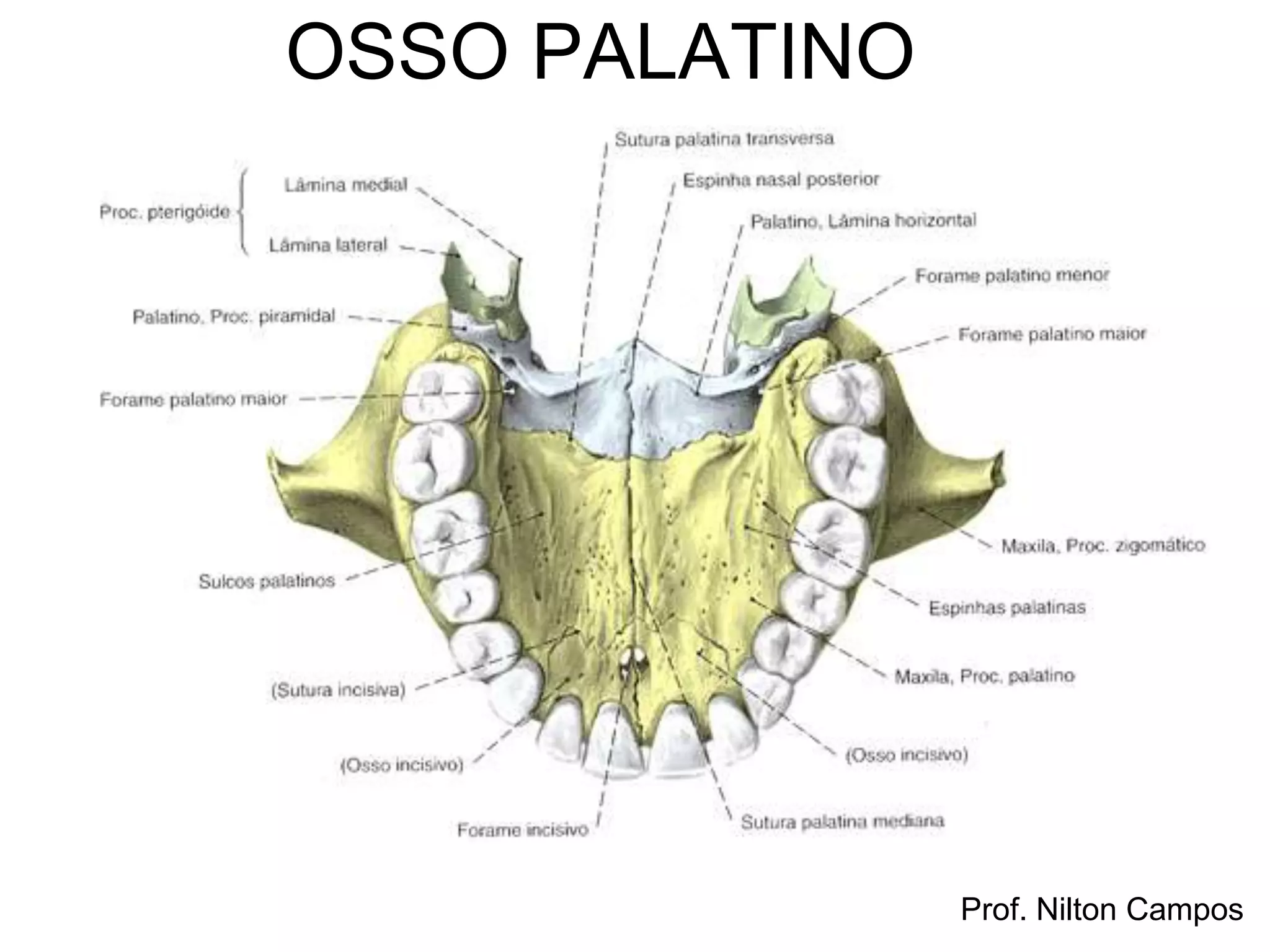 Aula anatomia da face 91 | PPSX