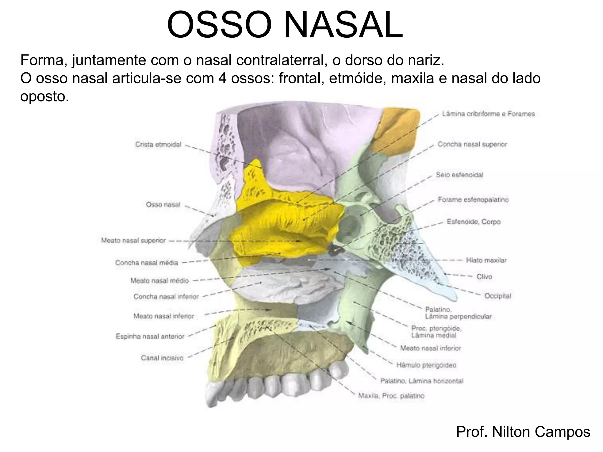 Aula anatomia da face 91 | PPSX