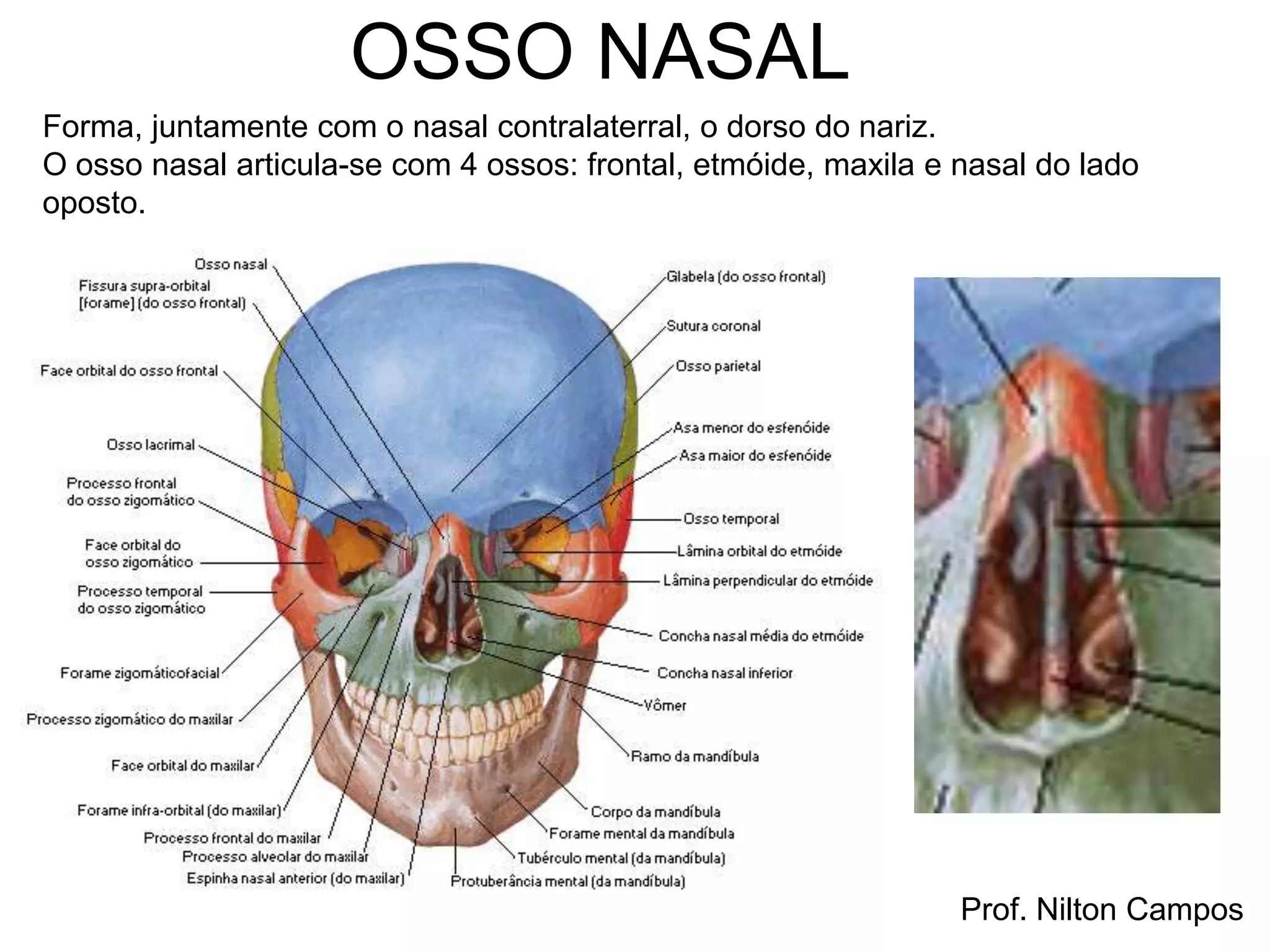 Aula anatomia da face 91 | PPSX