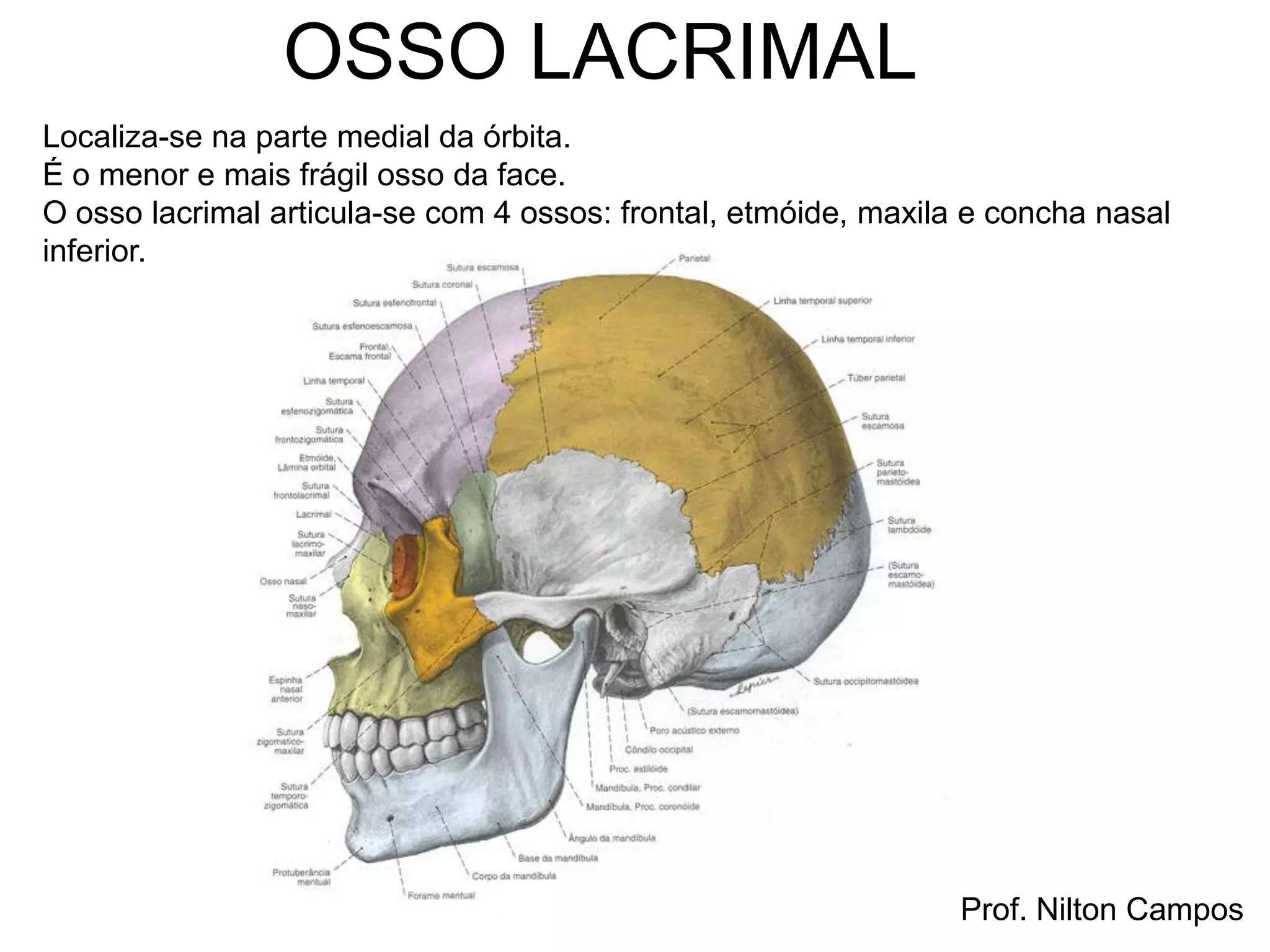 Aula anatomia da face 91 | PPSX