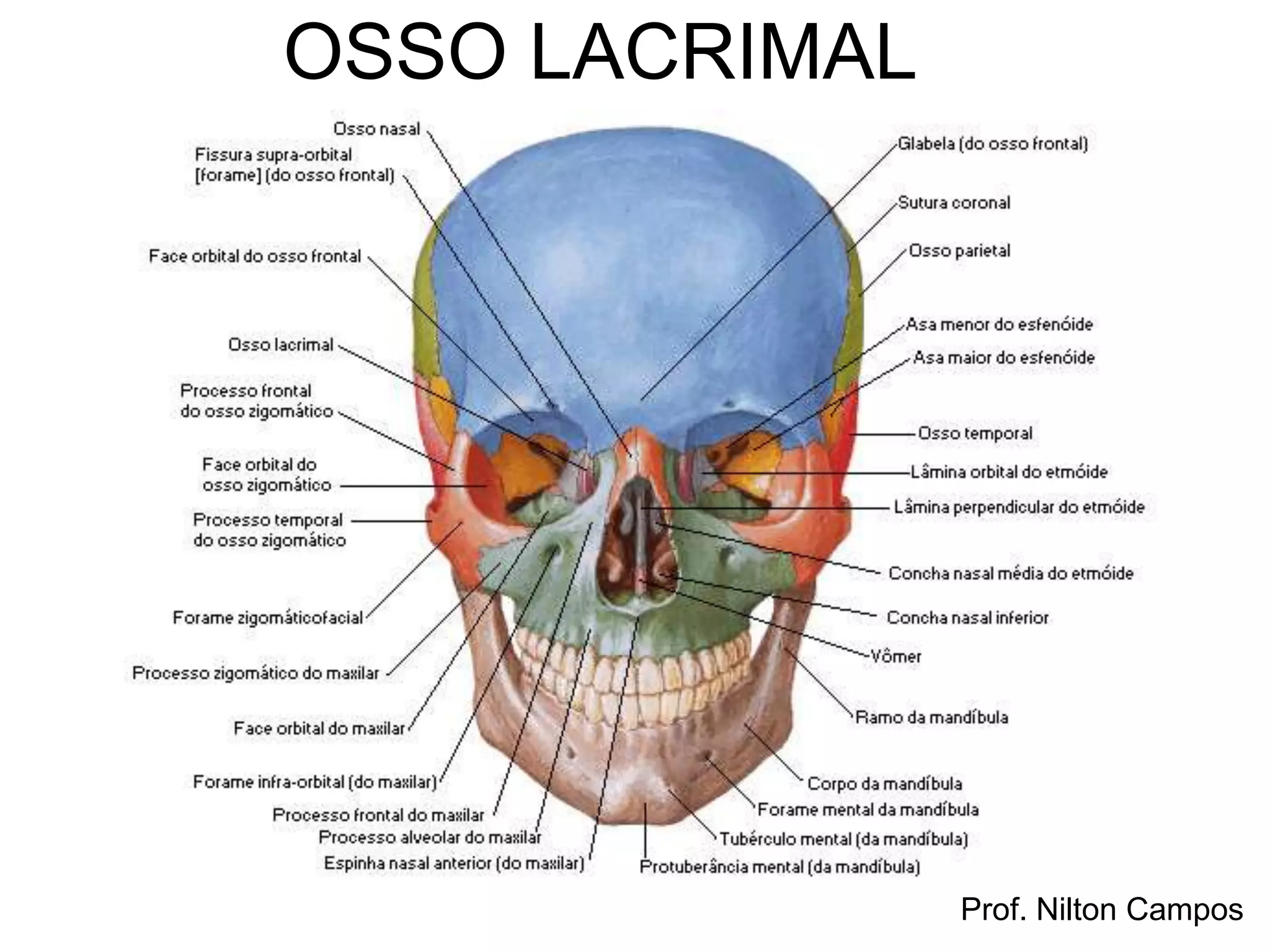 Aula anatomia da face 91 | PPSX
