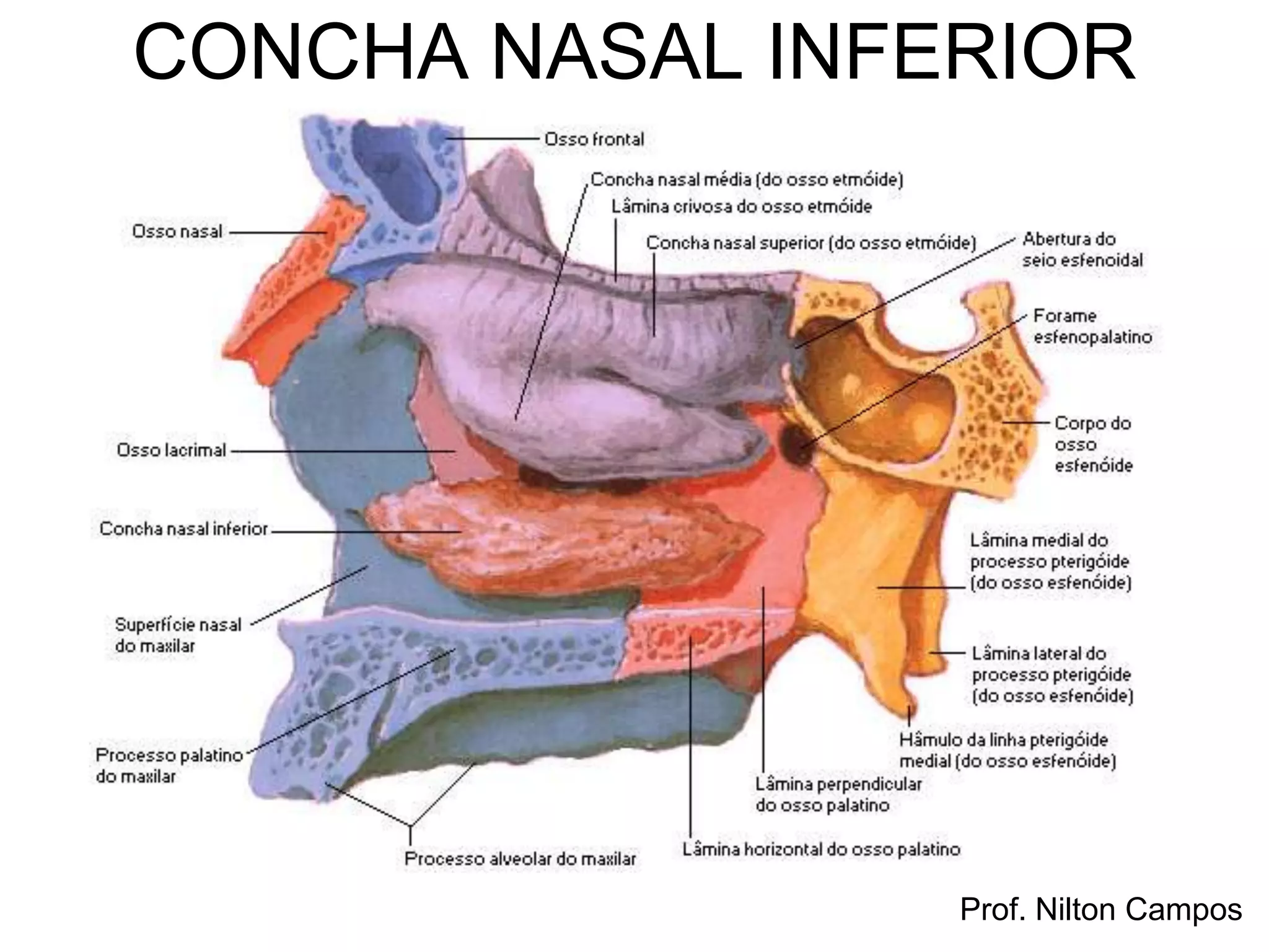 Aula anatomia da face 91 | PPSX