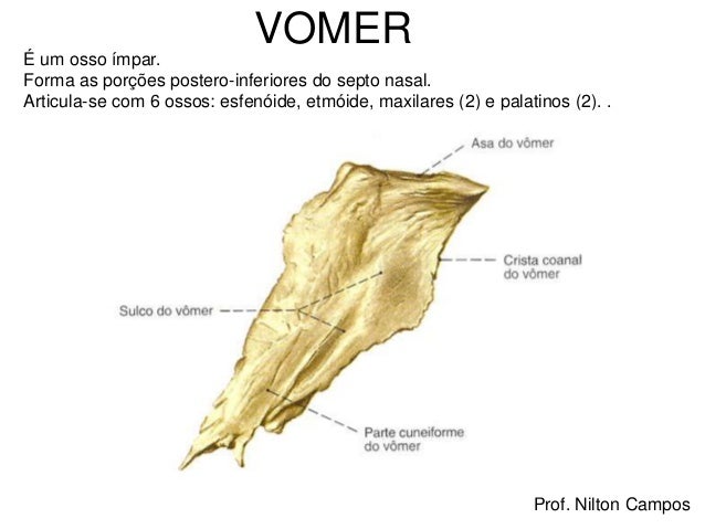 Aula anatomia da face 91
