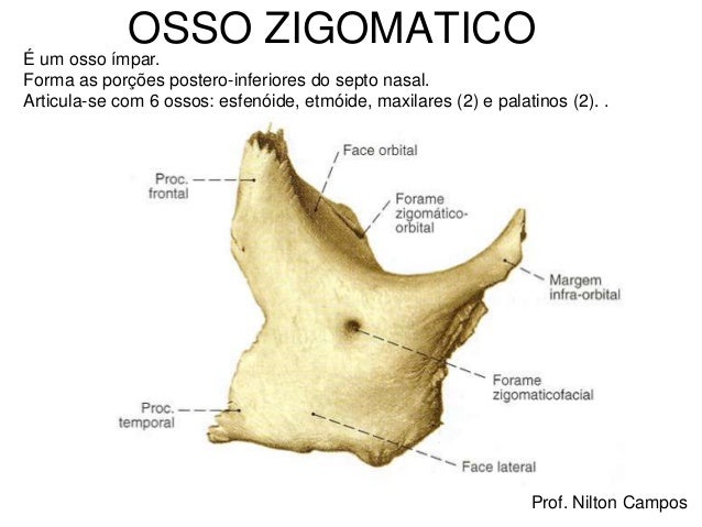 Aula anatomia da face 91