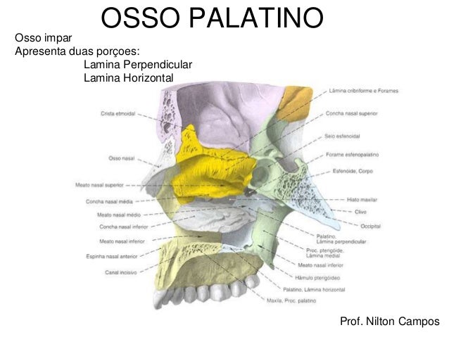 Aula anatomia da face 91