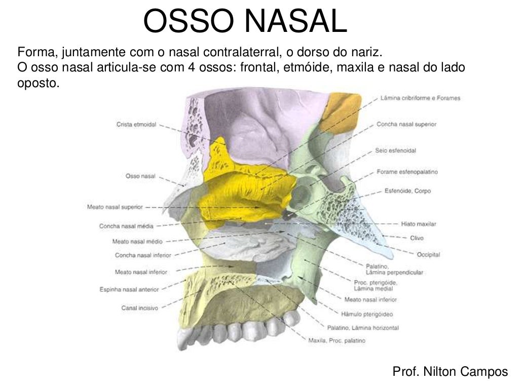 Aula anatomia da face 91