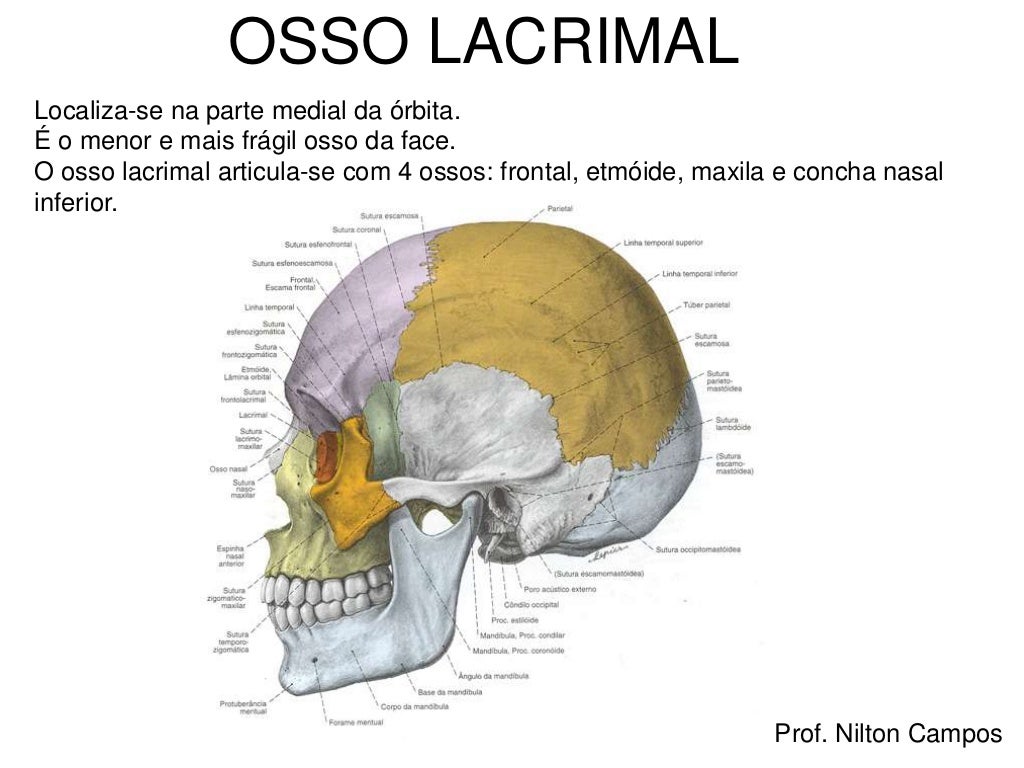 Aula anatomia da face 91