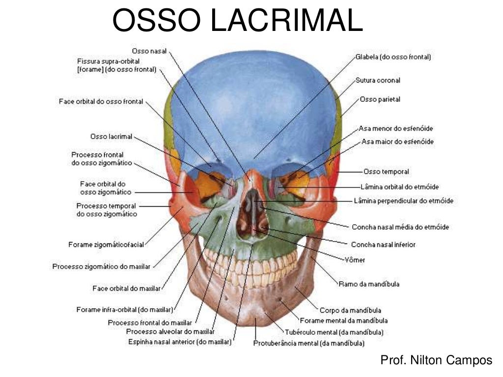 Aula anatomia da face 91