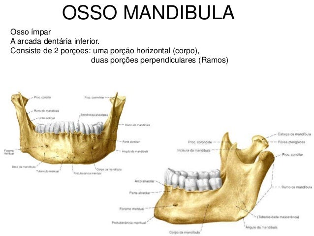 Aula anatomia da face 91
