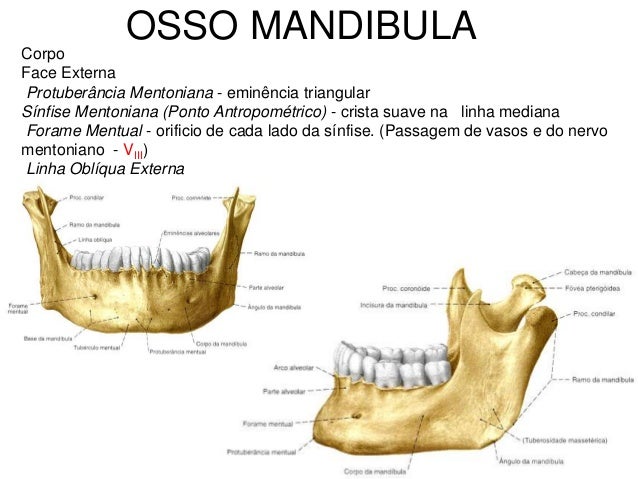 Aula anatomia da face 91