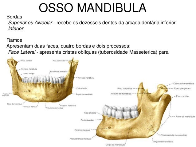 Aula anatomia da face 91