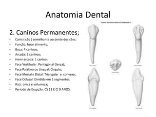 AULA ANATOMIA E FISIOLOGIA BUCAL.pptx