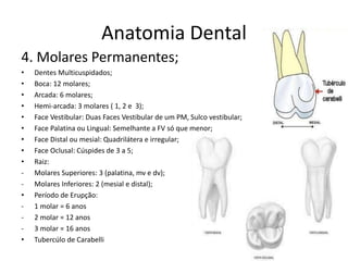 AULA ANATOMIA E FISIOLOGIA BUCAL.pptx