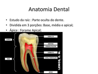 AULA ANATOMIA E FISIOLOGIA BUCAL.pptx