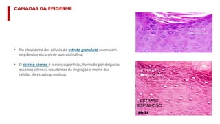 História anatômica da Aula anatomia pele | PDF