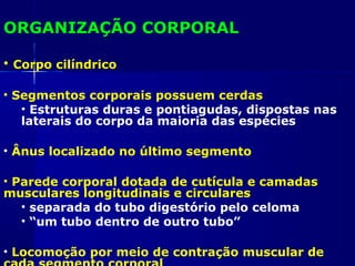 Aula Anelídeos 2º Ensino Médio Prof. Rosalia | PPT
