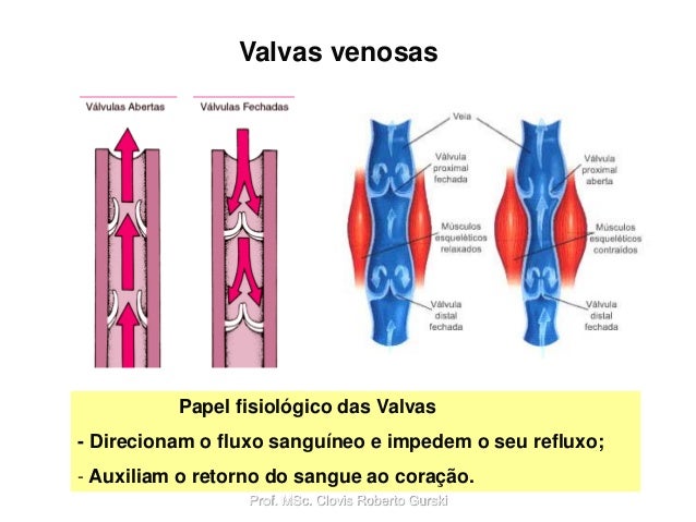 Aula Cardio Vascular Anato Fisiologia Humana Aula Cardio Vascular Anato Fisiologia Humana