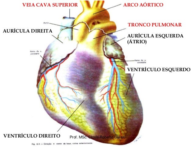 Aula cardio vascular - Anato Fisiologia Humana