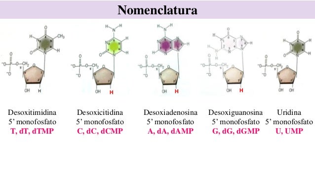 Aula ácidos nucléicos