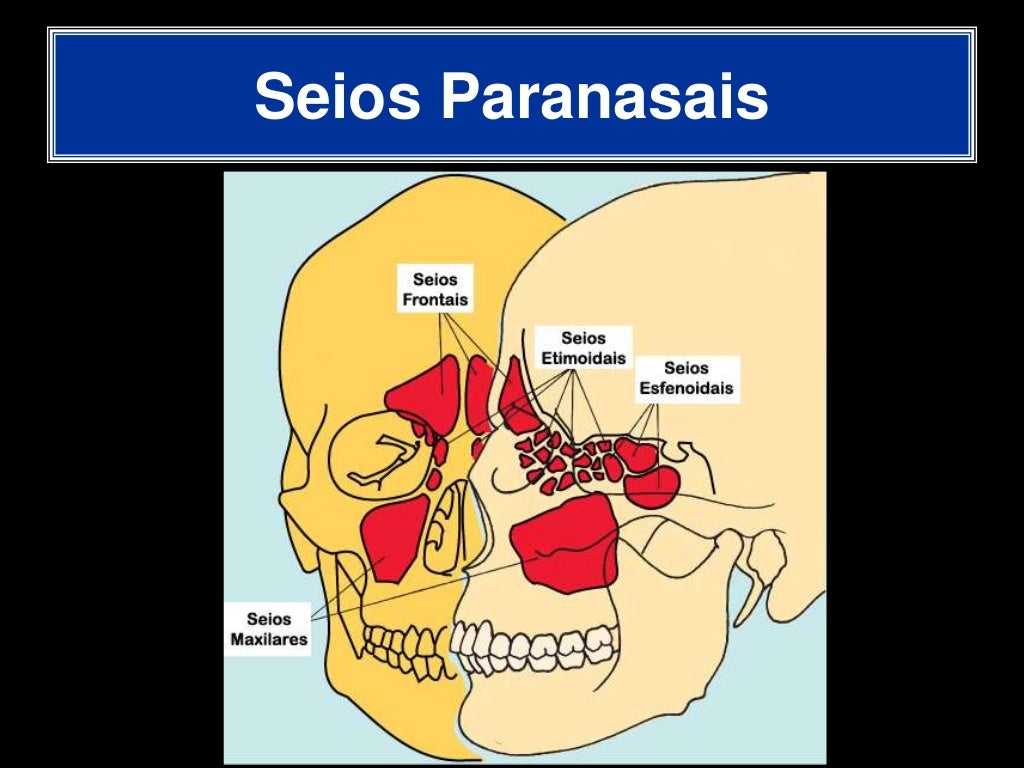 Aula científica sobre seios paranasais, cavum e vias aéreas superiore…