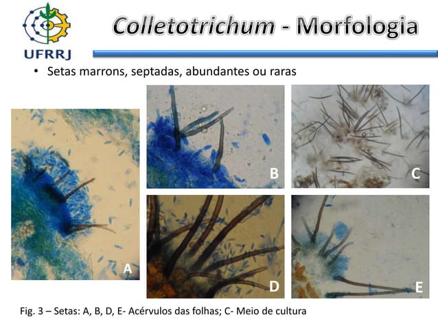 Aula Colletotrichum 1a. revisao.ppsx