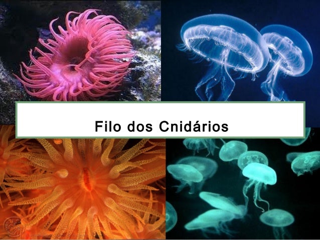 Aula completa reino animal filo poriferos e cnidários