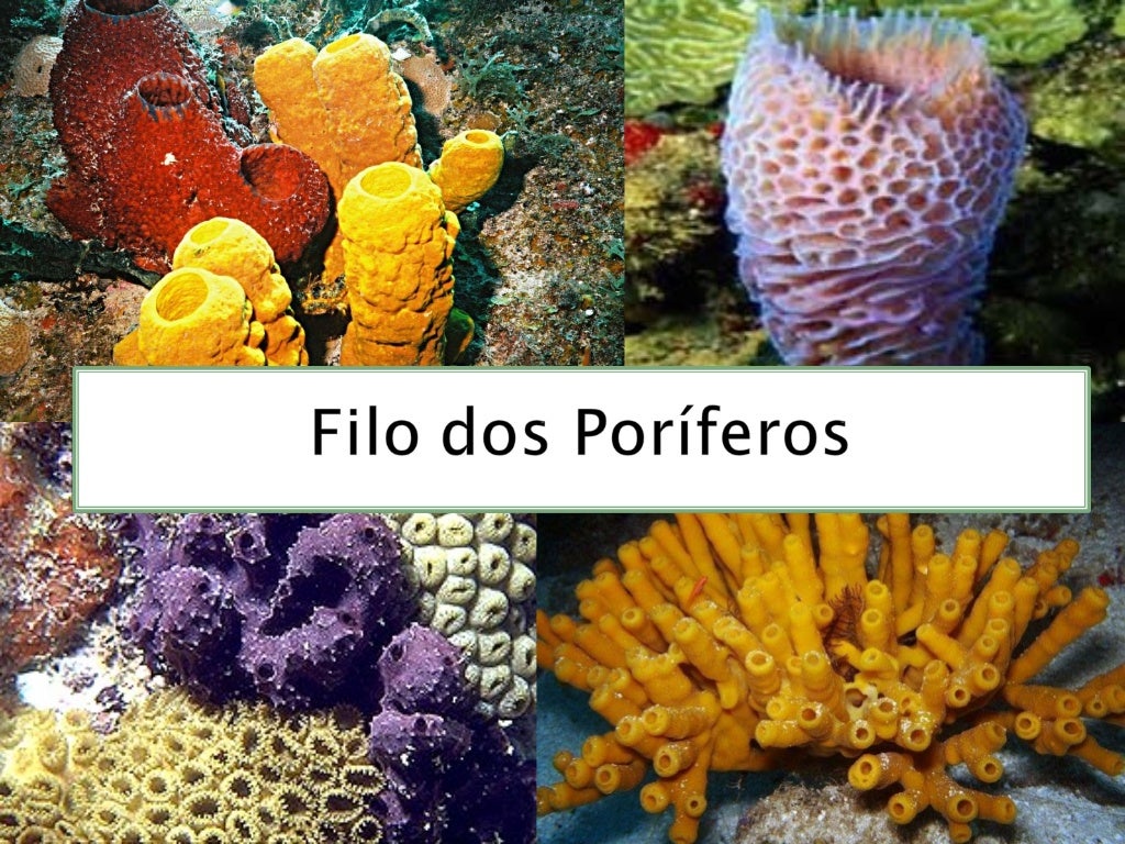 Aula completa reino animal filo poriferos e cnidários