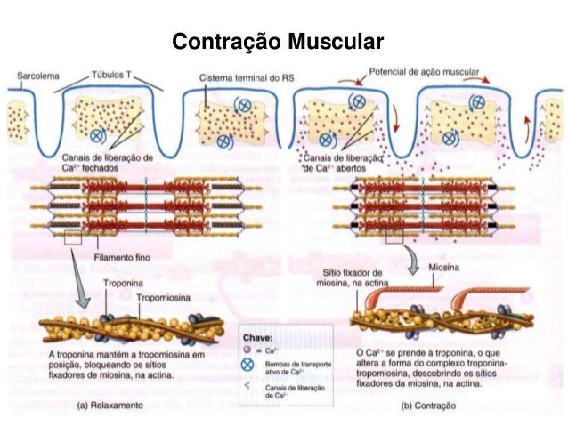 Aula Biofísica da contração muscular