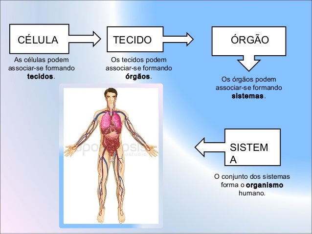 Organização do Organismo