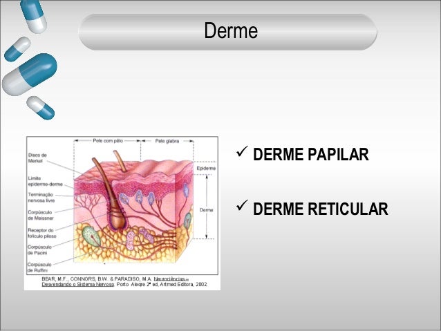 Aula cosmetologia pele