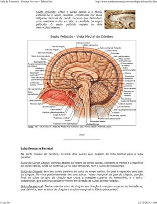 anatomia sistema nervoso - telencéfalo | PDF