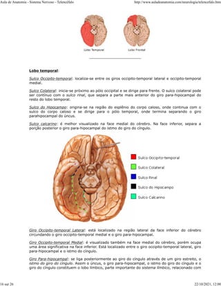 anatomia sistema nervoso - telencéfalo | PDF