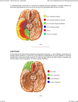 anatomia sistema nervoso - telencéfalo | PDF