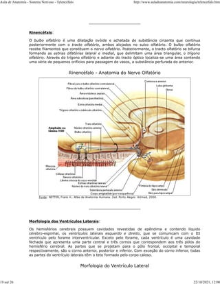 anatomia sistema nervoso - telencéfalo | PDF