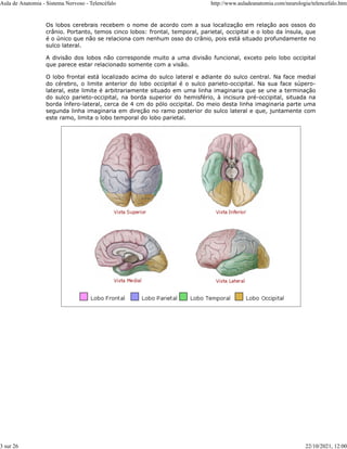 anatomia sistema nervoso - telencéfalo | PDF