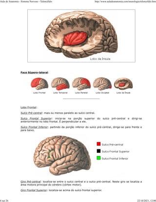 anatomia sistema nervoso - telencéfalo | PDF